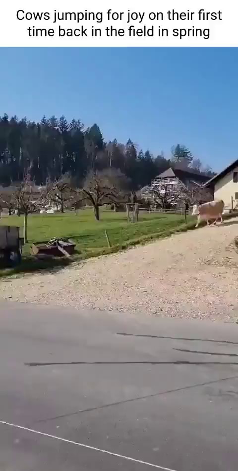 Cows jumping for joy on their first time back in the field in spring ...