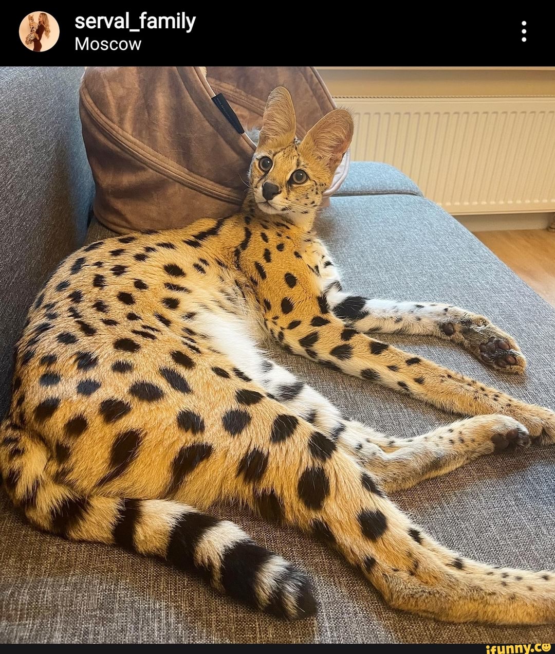 Serval memes. Best Collection of funny Serval pictures on iFunny