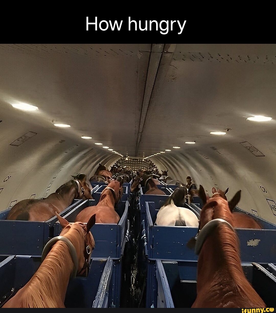 How hungry IN 4 - iFunny