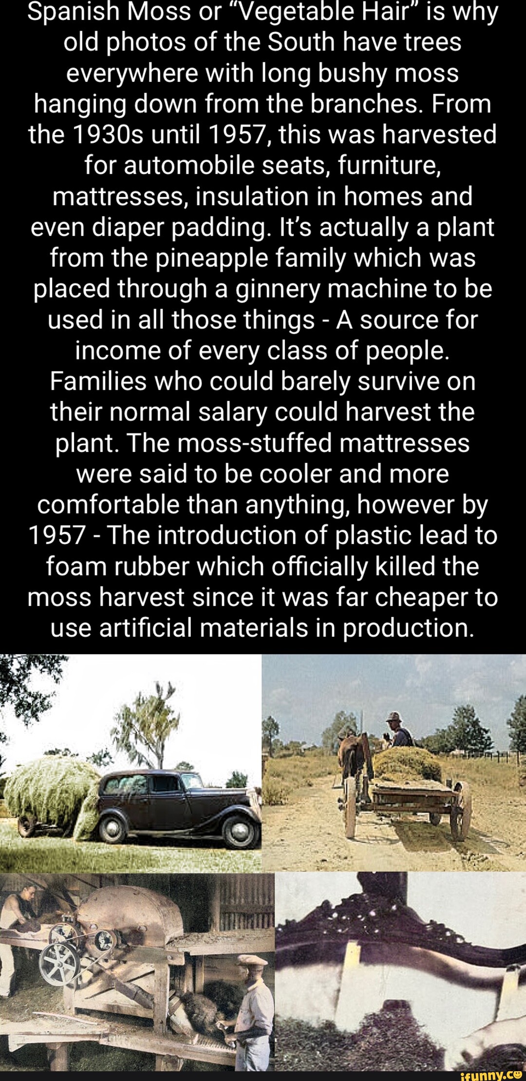 Spanish Moss or "Vegetable Hair is why old photos of the South have ...