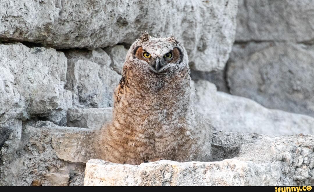 Owlet memes. Best Collection of funny Owlet pictures on iFunny