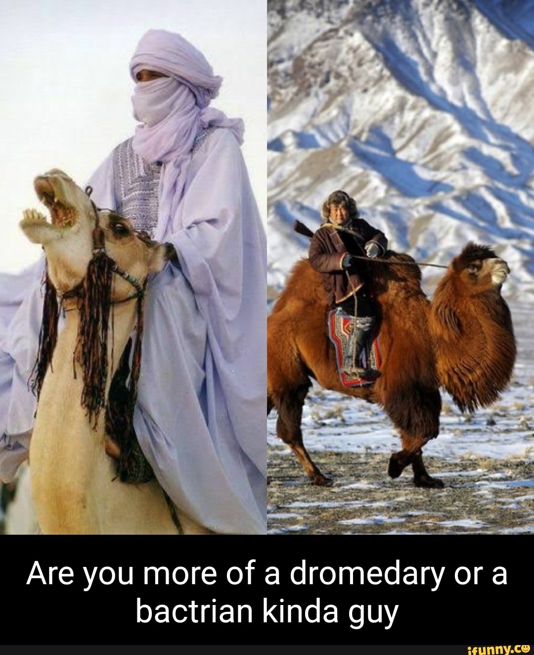 Are you more of a dromedary or bactrian kinda guy - iFunny