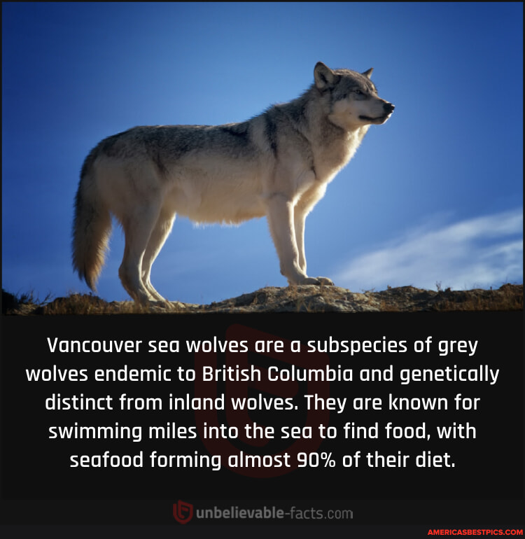 N/A - by Vancouver sea wolves are a subspecies of grey wolves endemic ...