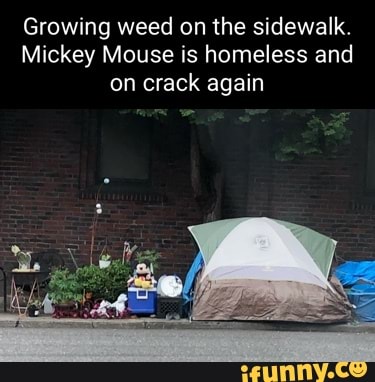 Growing weed on the sidewalk. Mickey Mouse is homeless and on crack ...