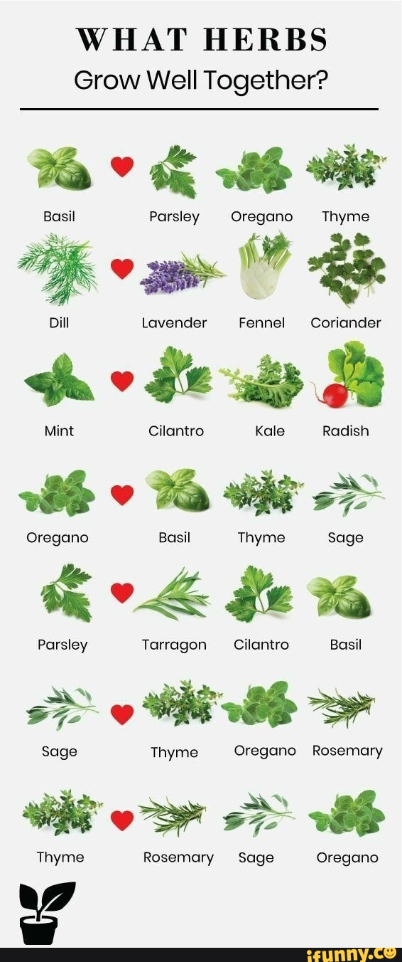 Parsley memes. Best Collection of funny Parsley pictures on iFunny