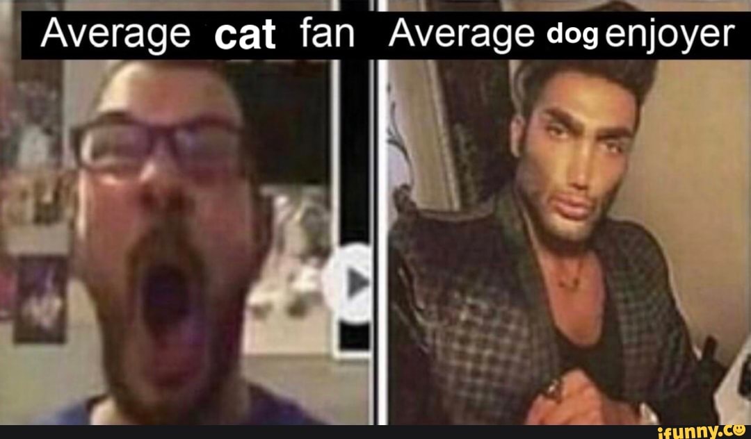 I Average cat fan Average dog enjoyer - iFunny