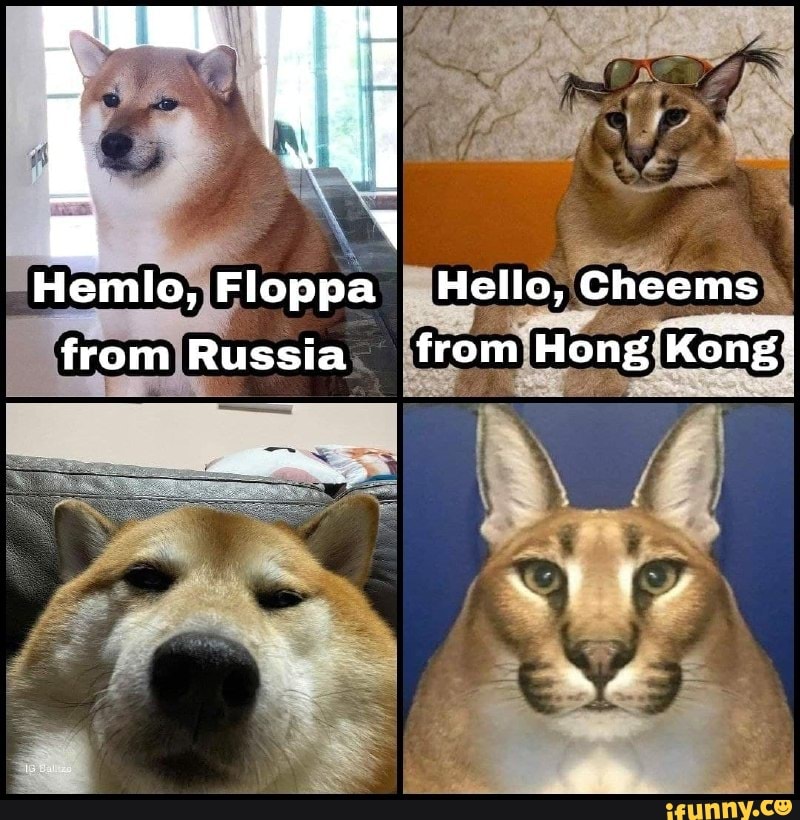 Hemlo, Floppa Hello, Cheems from Russia from Hong Kong* - iFunny