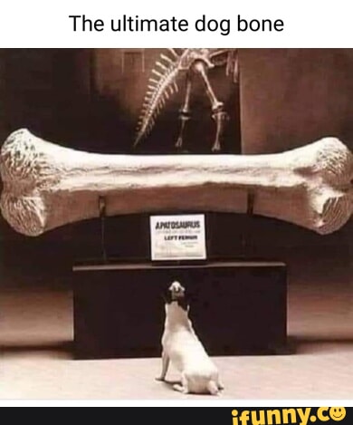 The ultimate dog bone - iFunny
