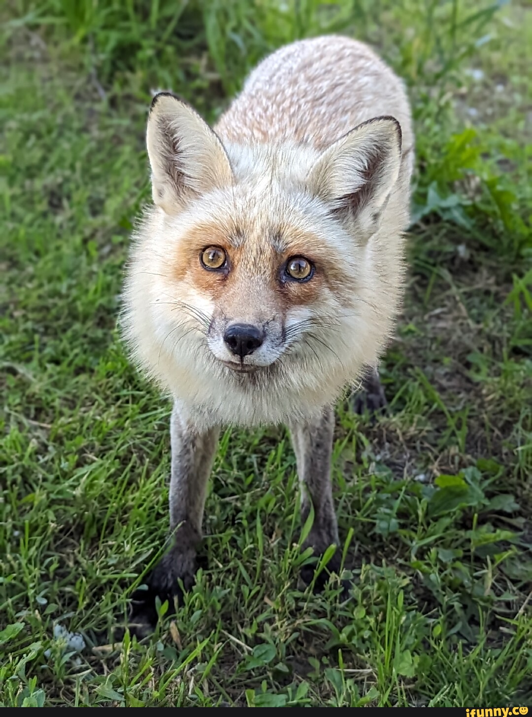 Tfm_pan memes. Best Collection of funny Tfm_pan pictures on iFunny