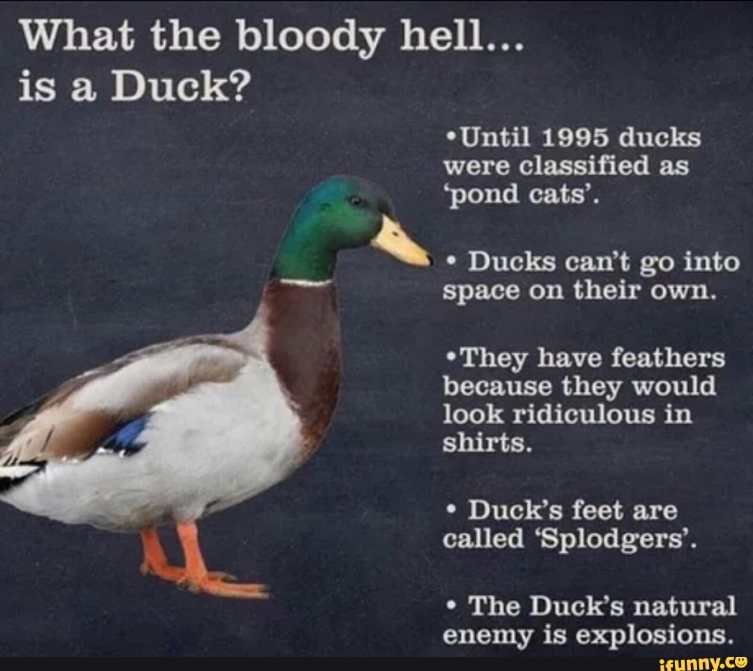 What the bloody hell... is Duck? *Until 1995 ducks were classified as ...