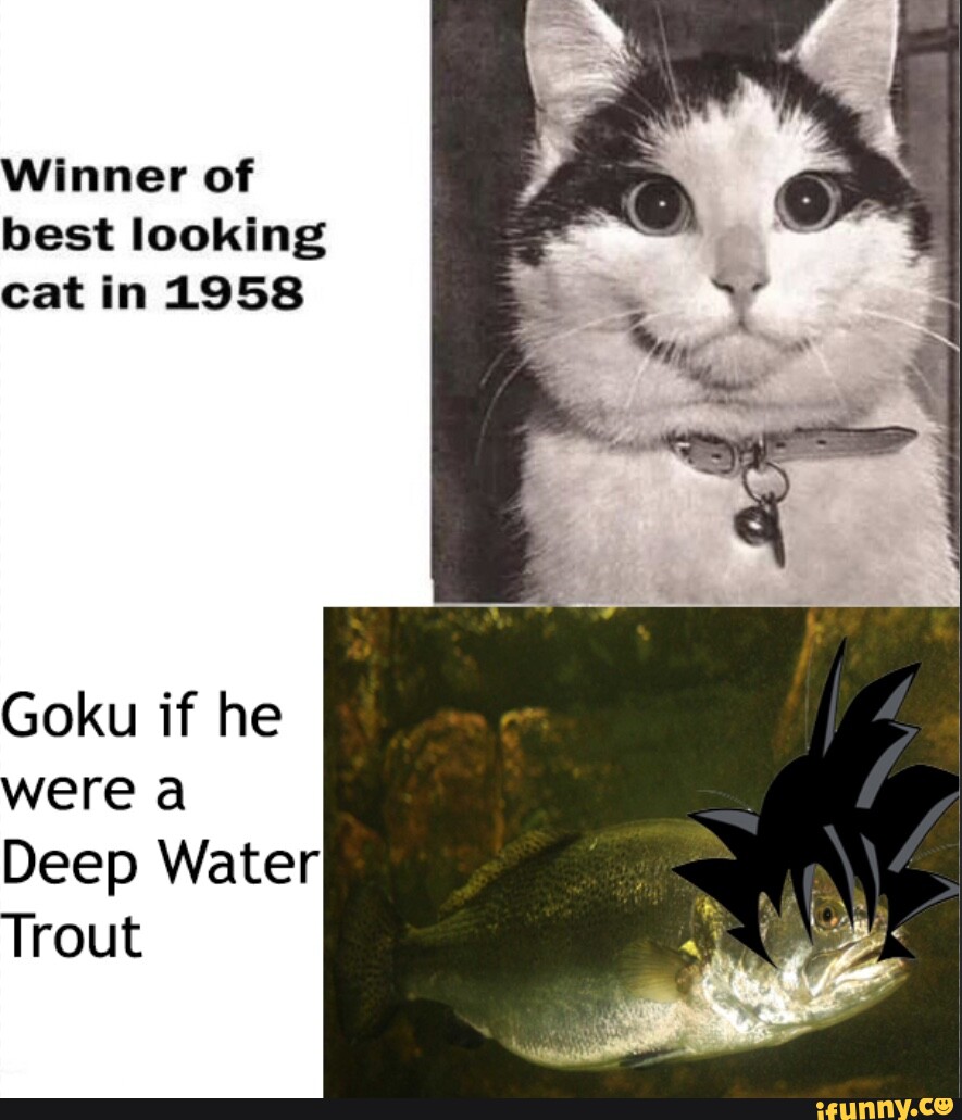 Winner of best looking cat in LOSS Goku if he WEre a Deep Water - iFunny