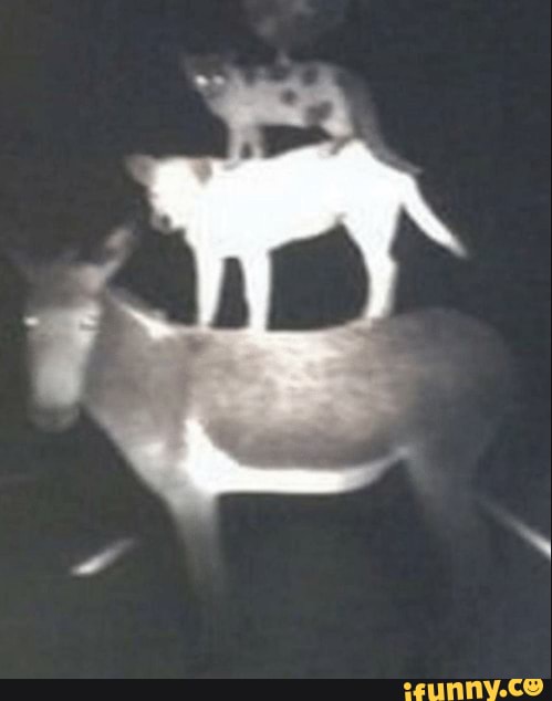 Cursed_animals memes. Best Collection of funny Cursed_animals pictures ...