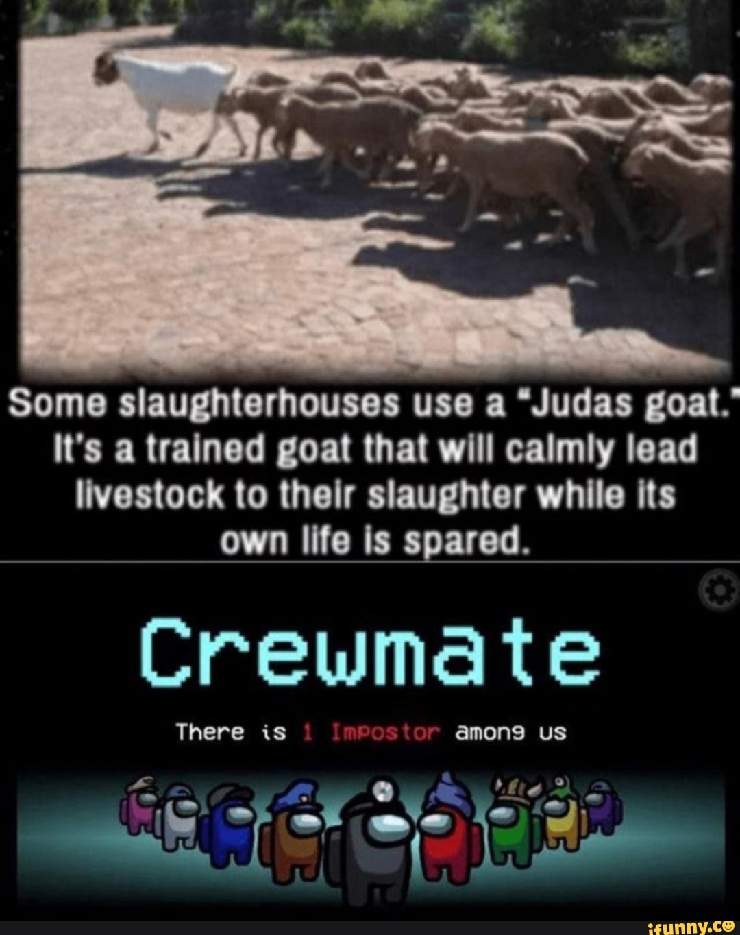 Some slaughterhouses use a "Judas goat." It's a trained goat that will ...