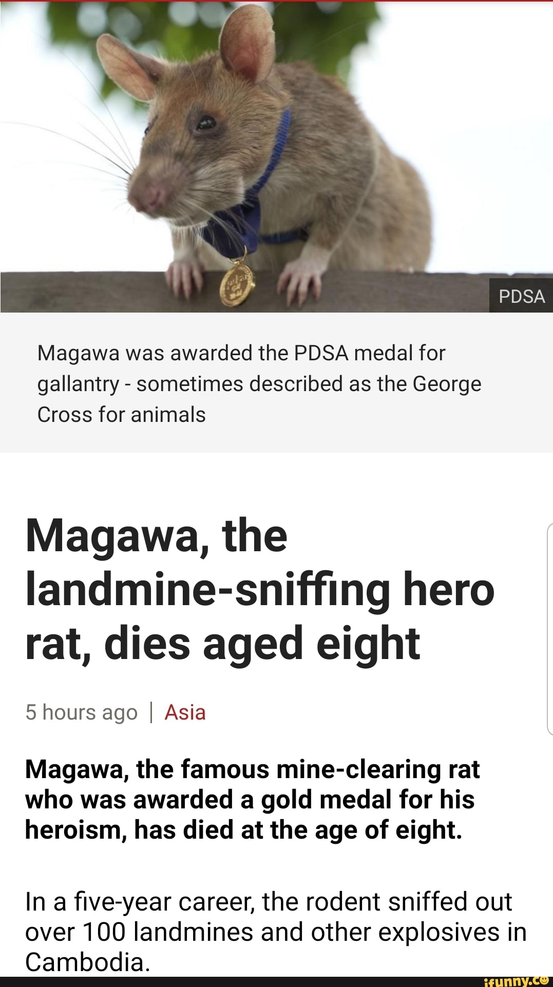 PDSA Magawa was awarded the PDSA medal for gallantry - sometimes ...