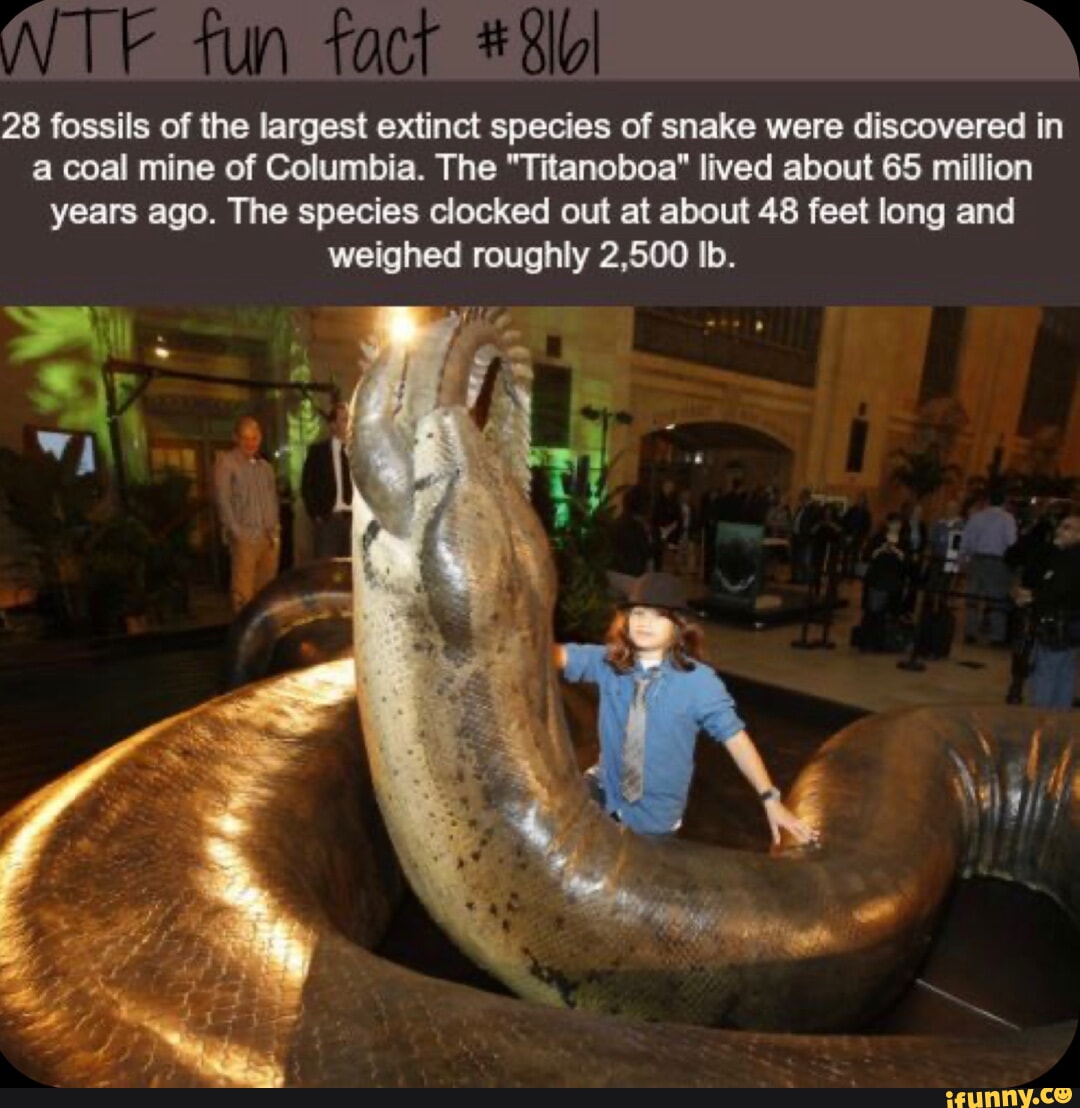 28 fossils of the largest extinct species of snake were discovered in a ...