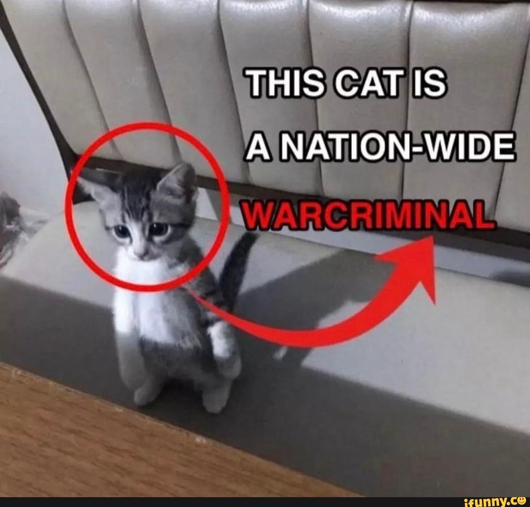 THIS CAT IS A NATION-WIDE - iFunny