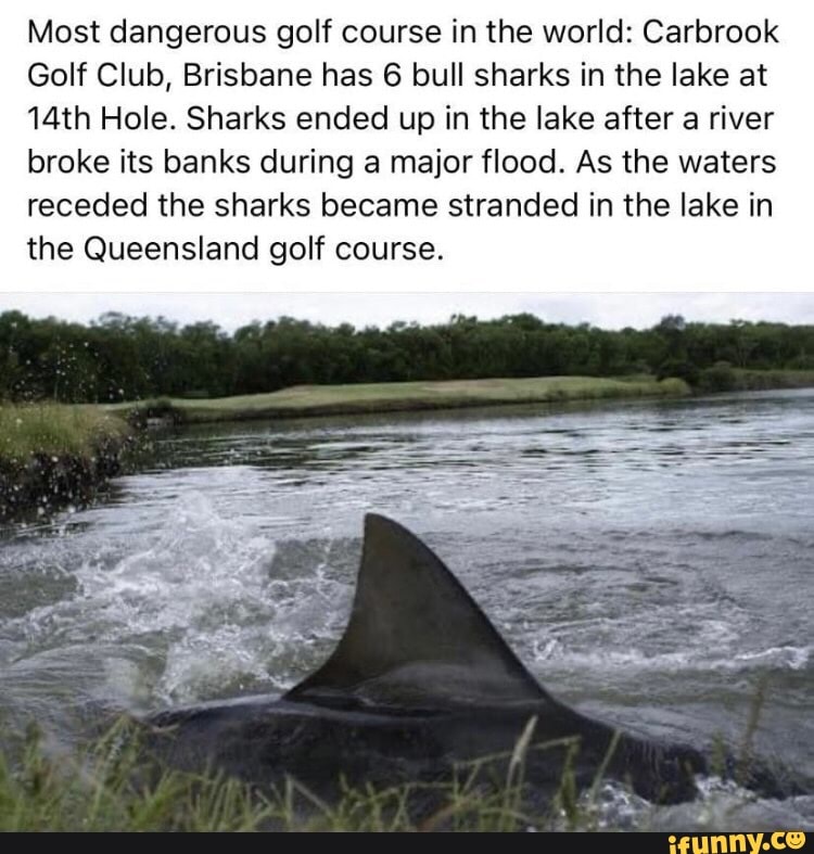 Carbrook memes. Best Collection of funny Carbrook pictures on iFunny