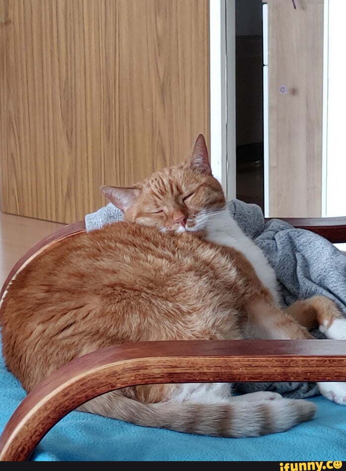 Old_cat memes. Best Collection of funny Old_cat pictures on iFunny