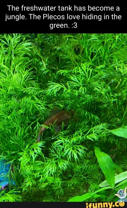 Plecos memes. Best Collection of funny Plecos pictures on iFunny