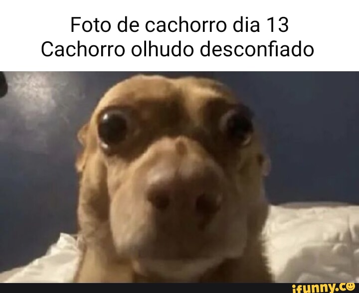 Foto de cachorro dia 13 Cachorro olhudo desconfiado - iFunny