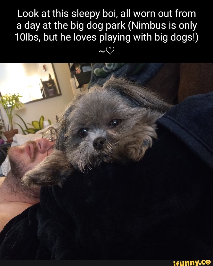 Look at this sleepy boi, all worn out from a day at the big dog park ...