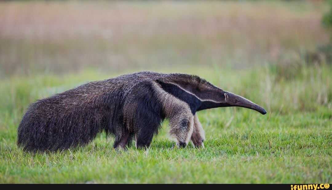 Are You Not Entertained Meme Anteater