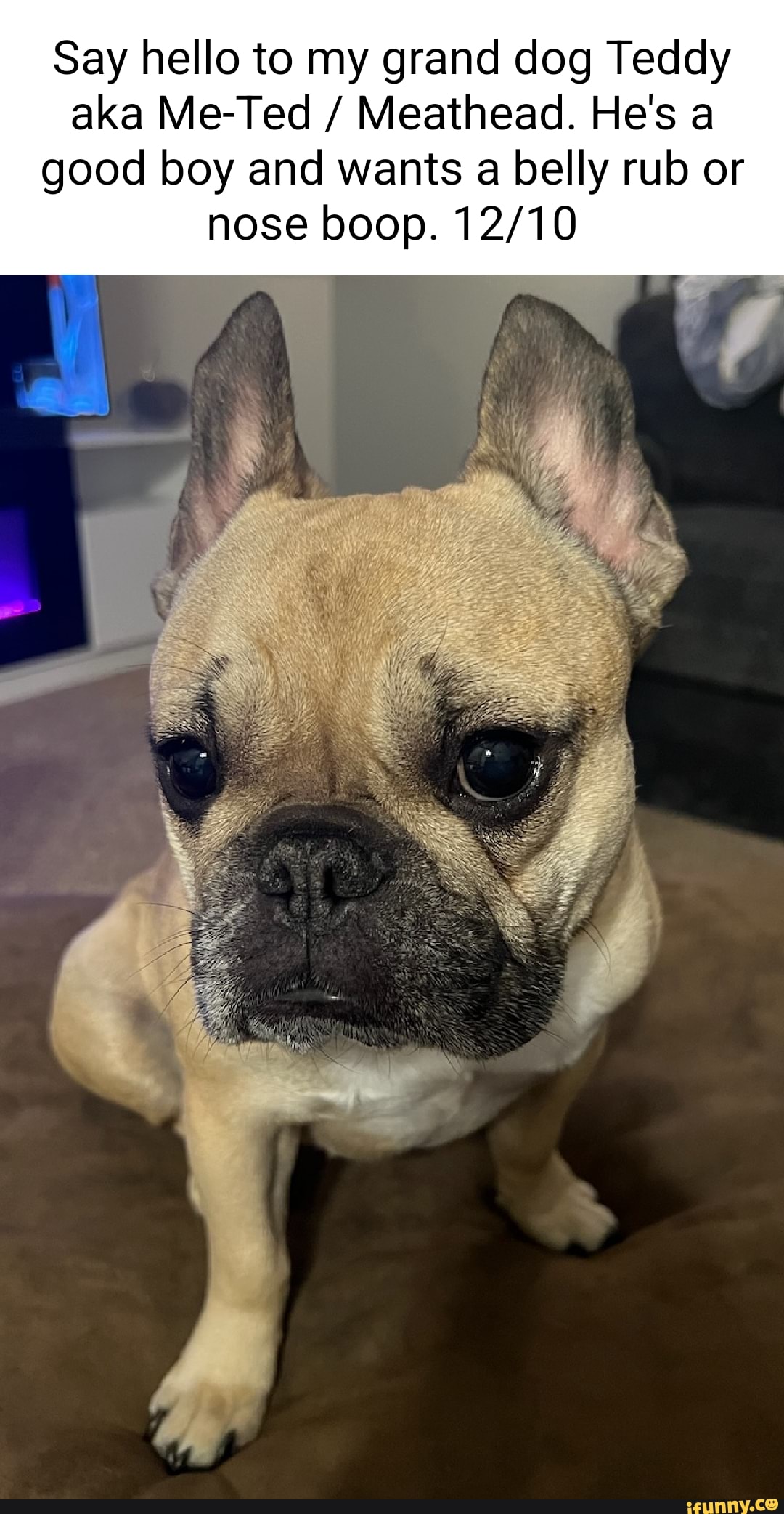 Say hello to my grand dog Teddy aka Me-Ted / Meathead. He's a good boy ...