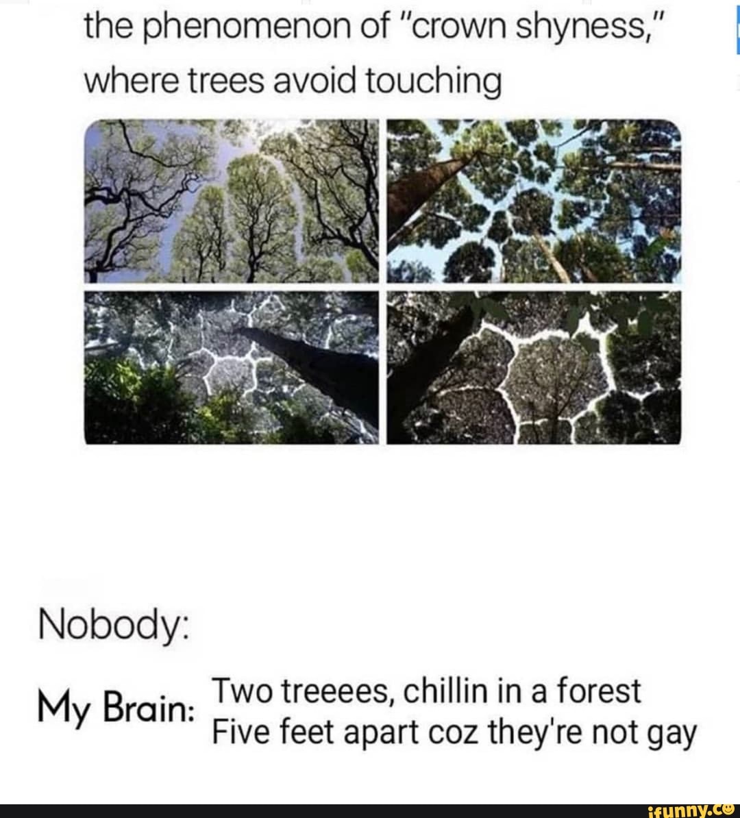 The phenomenon of ”crown shyness,” where trees avoid touching ...