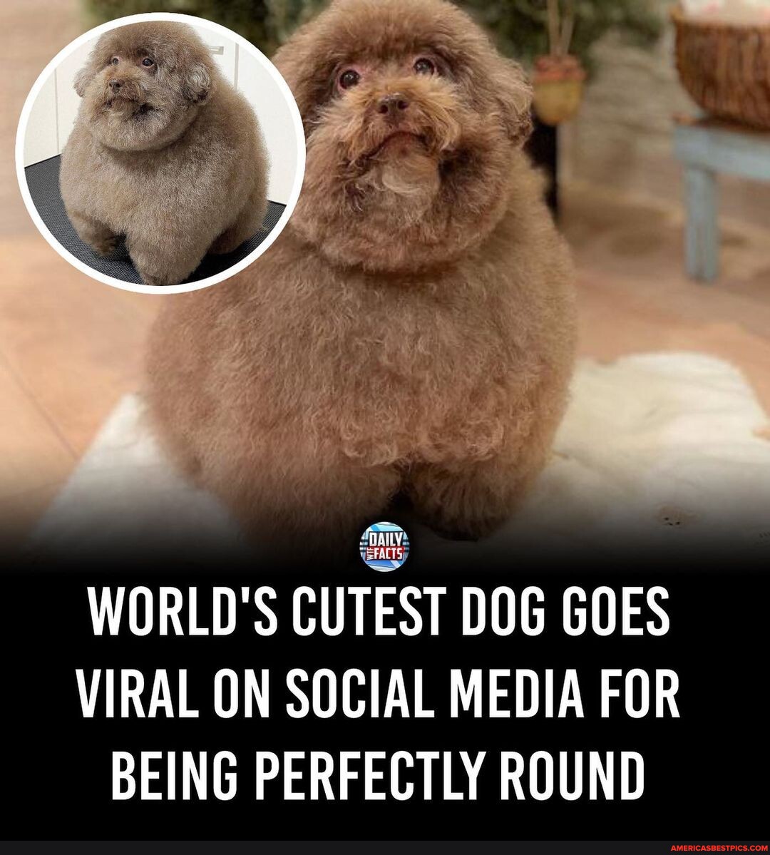 The 'world cutest dog' has gone viral on social media - because she is ...