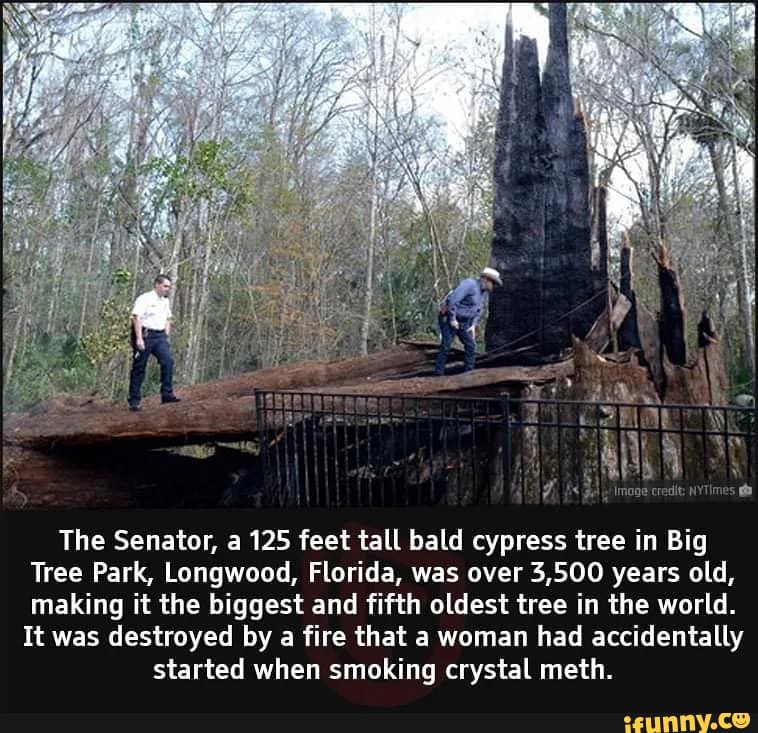 Ge credit: The Senator, a 125 feet tall bald cypress tree in Big Tree ...