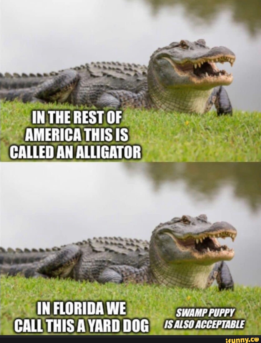 Sound potential Tik TOK The best sence from the best show ever. - iFunny