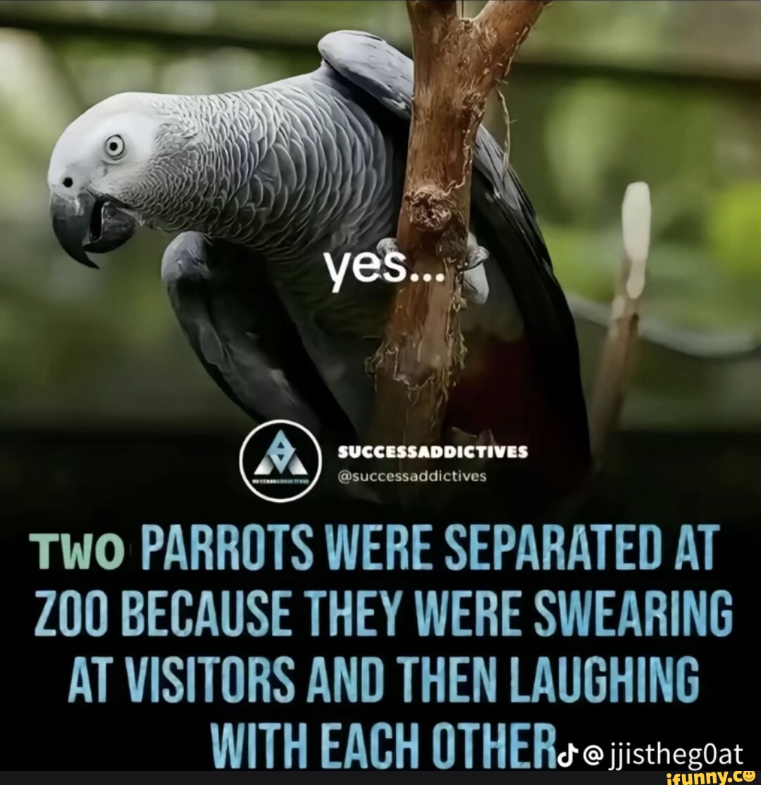 Yes. SUCCESSADDICTIVES @successaddictives TWO PARROTS WERE SEPARATED AT ...
