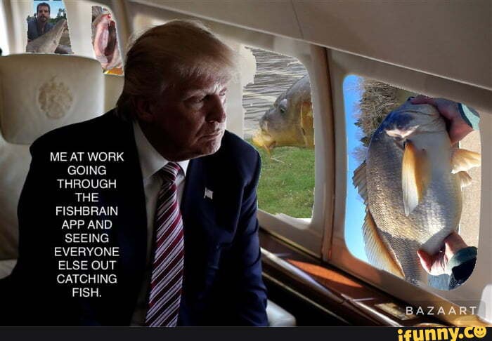 Fishbrain memes. Best Collection of funny Fishbrain pictures on iFunny