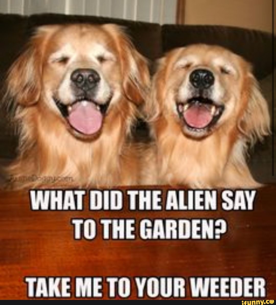 Weeder memes. Best Collection of funny Weeder pictures on iFunny