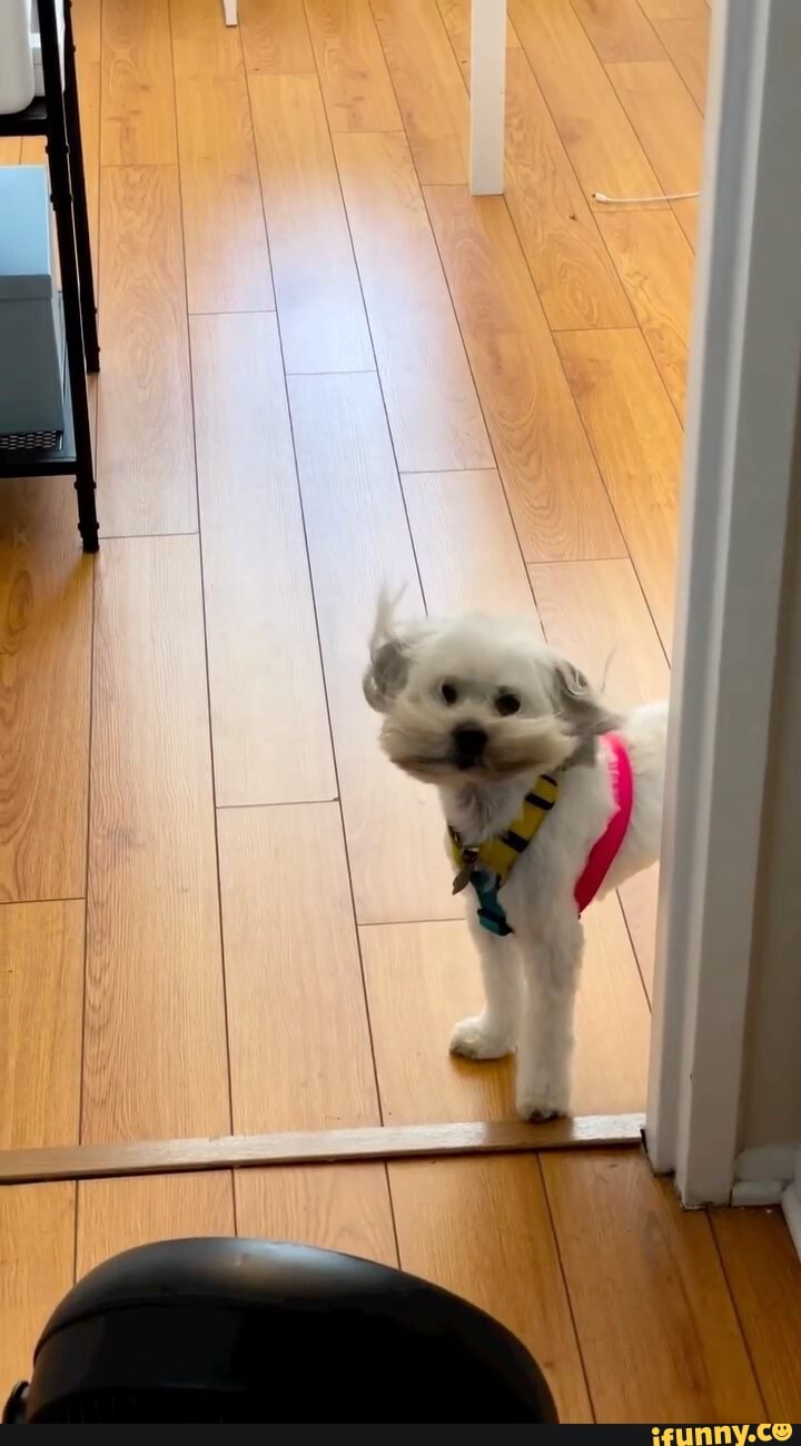 Windblown memes. Best Collection of funny Windblown pictures on iFunny