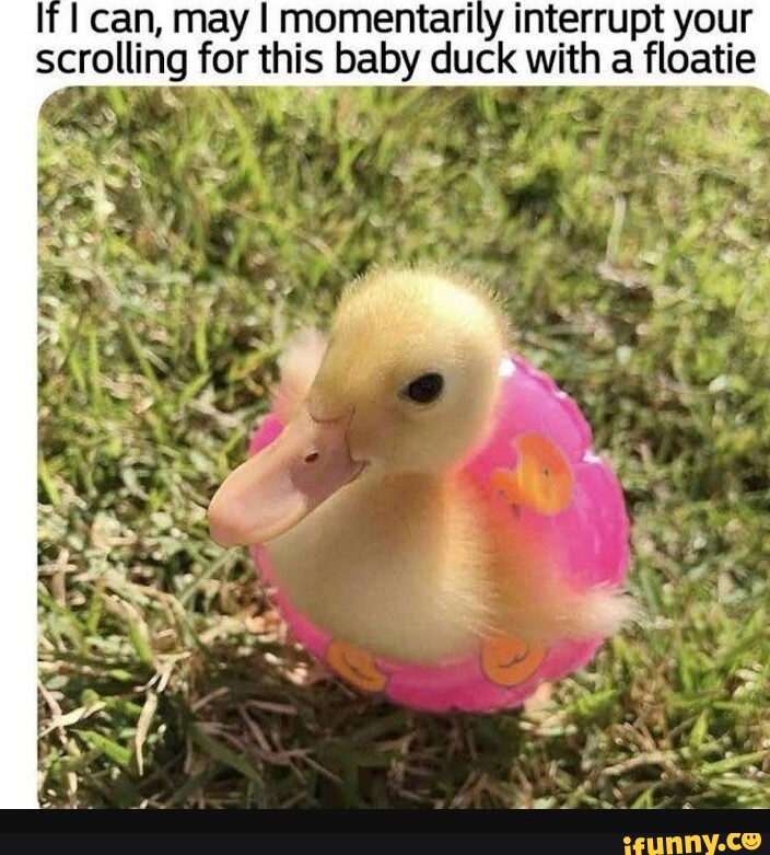 Floatie memes. Best Collection of funny Floatie pictures on iFunny
