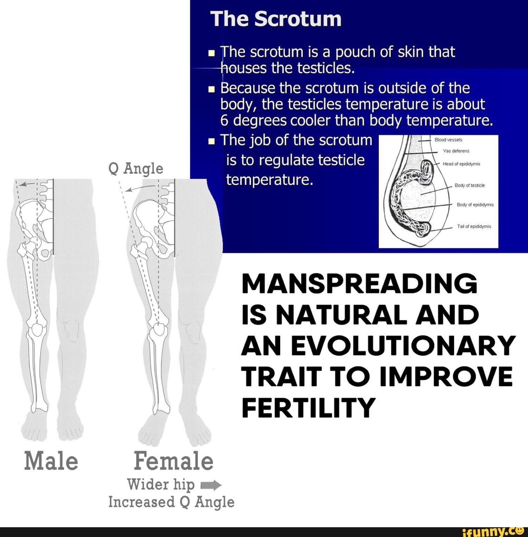 . The scrotum is a pouch of skin that Áaouses the testícles. . Because ...