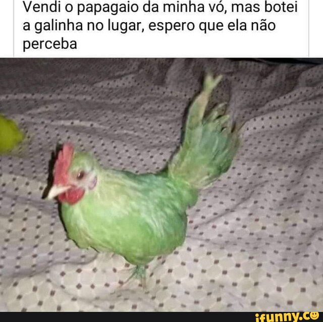 Vendi o papagaio da minha vô, mas botei a galinha no lugar, espero que ...