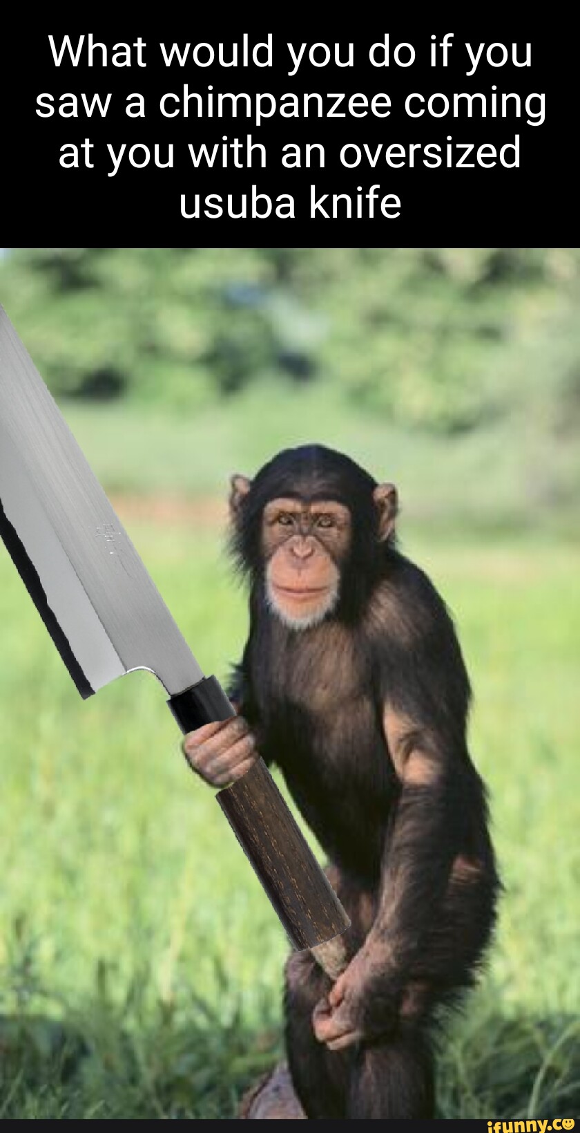 Chimpanzee memes. Best Collection of funny Chimpanzee pictures on iFunny