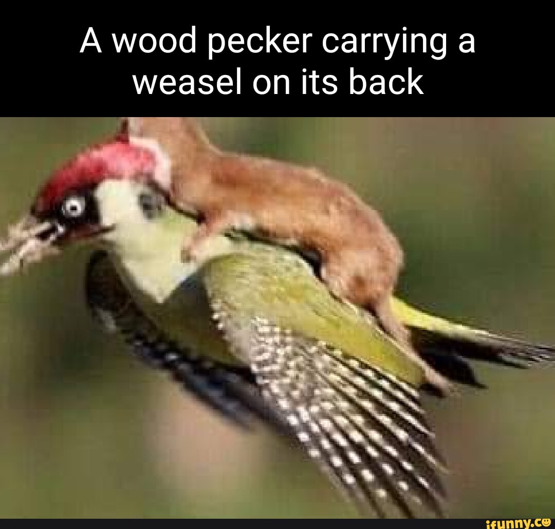 Weasel memes. Best Collection of funny Weasel pictures on iFunny