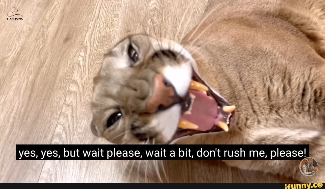 SS yes, yes, but wait please, wait a bit, don't rush me, please! Bis ...