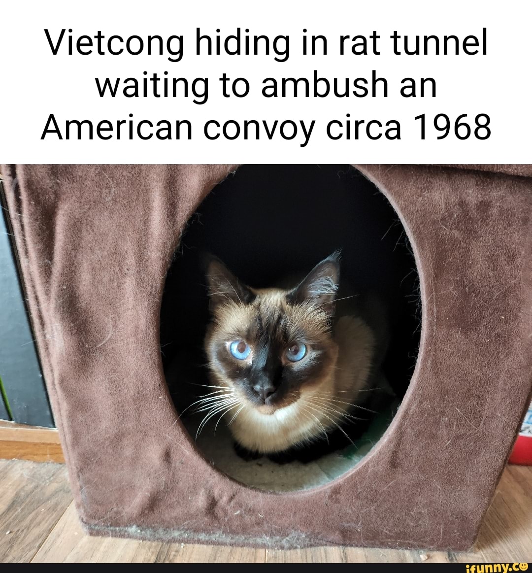 Vietcong hiding in rat tunnel waiting to ambush an American convoy ...