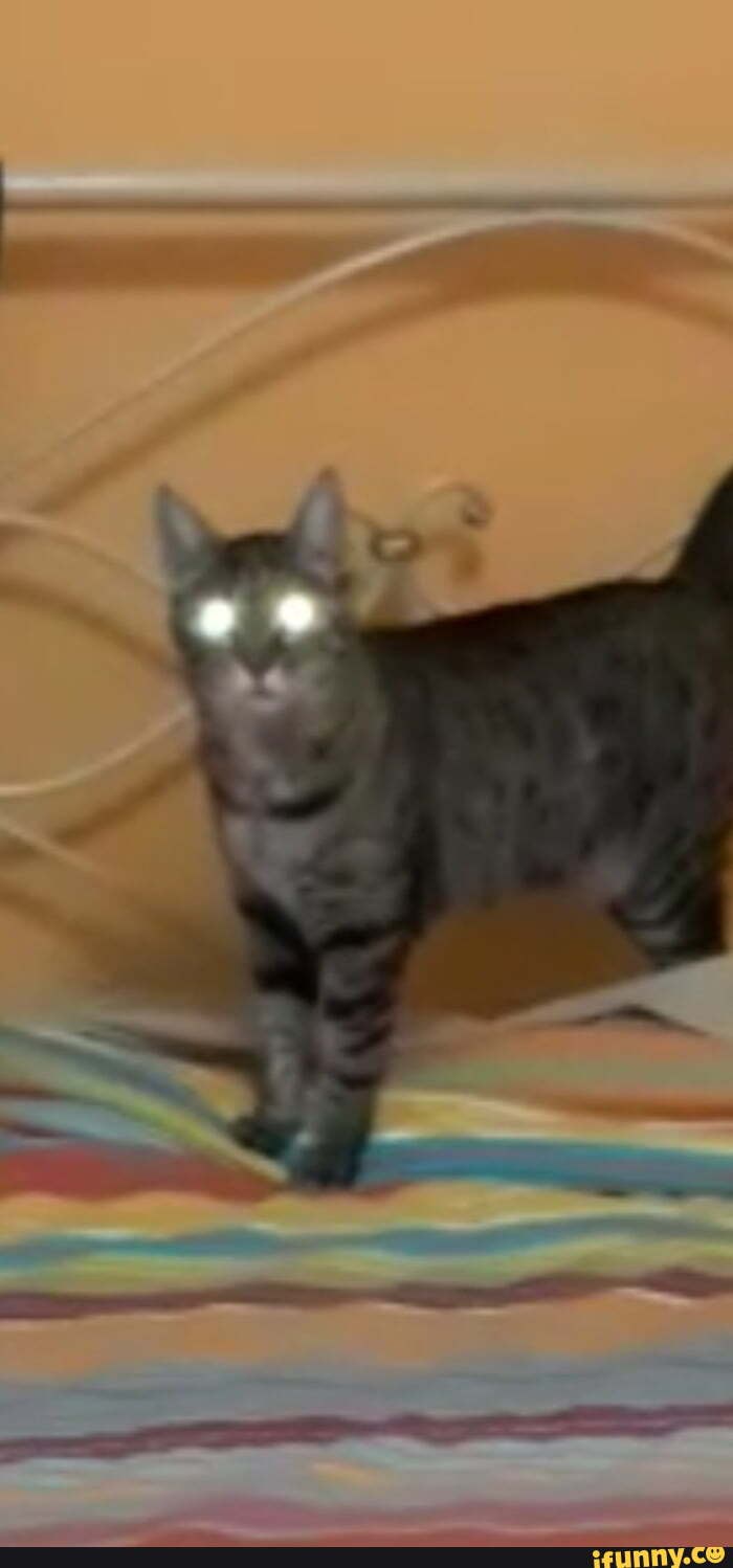 Lince memes. Best Collection of funny Lince pictures on iFunny