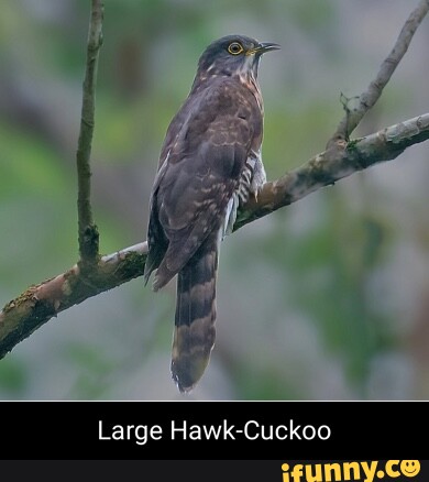 Largehawkcuckoo memes. Best Collection of funny Largehawkcuckoo ...