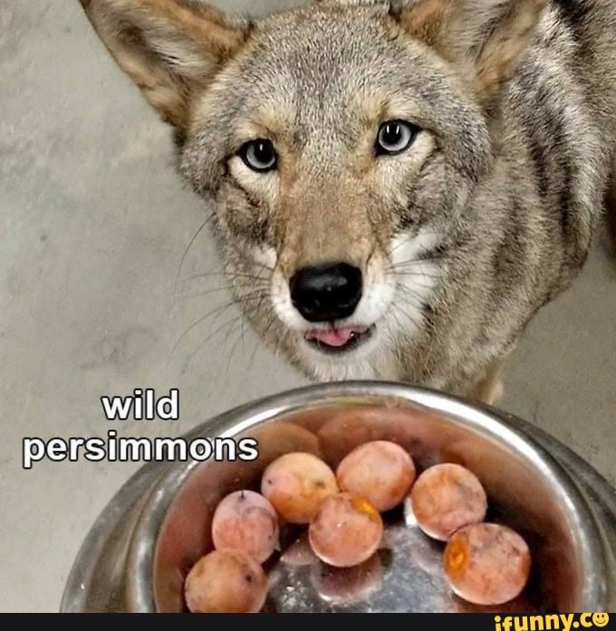 Persimmons memes. Best Collection of funny Persimmons pictures on iFunny