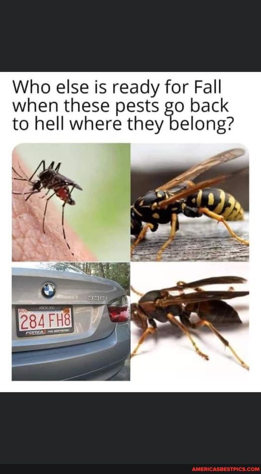 🙏 - Who else is ready for Fall when these pests go back to hell where ...