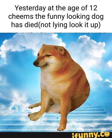 Yesterday at the age of 12 cheems the funny looking dog has lying look ...