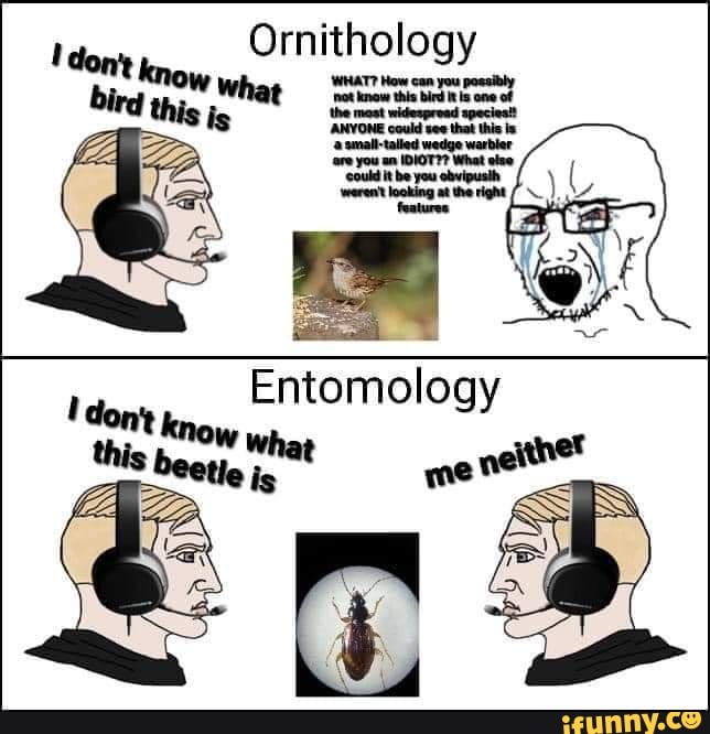 Ornithology What WHAT? How can you possibly 'hot know this bird it is ...