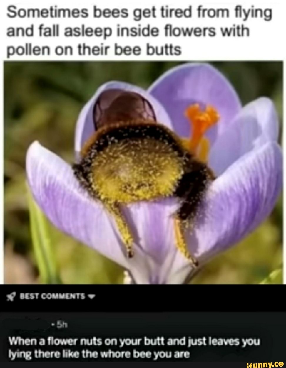Sometimes bees get tired from flying and fall asleep inside flowers ...