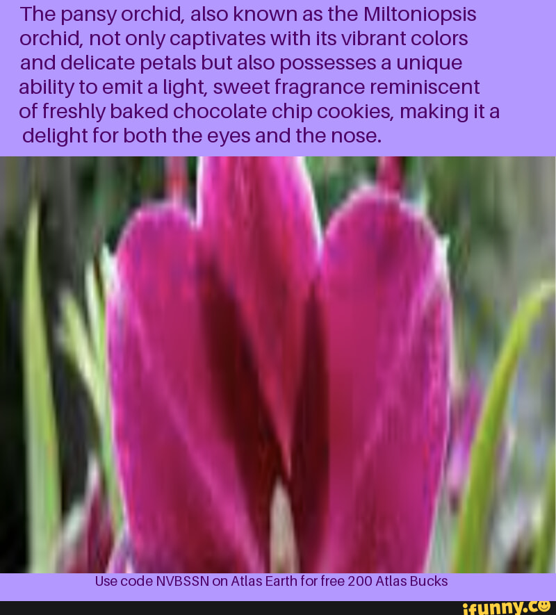 Pansy memes. Best Collection of funny Pansy pictures on iFunny